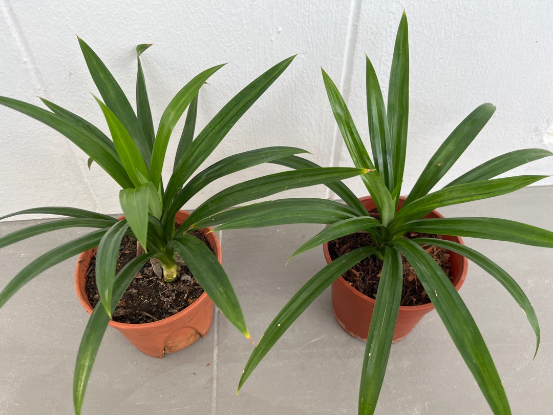 BN Young Pandan Plants @ Choa Chu Kang (price for each pot), Furniture ...