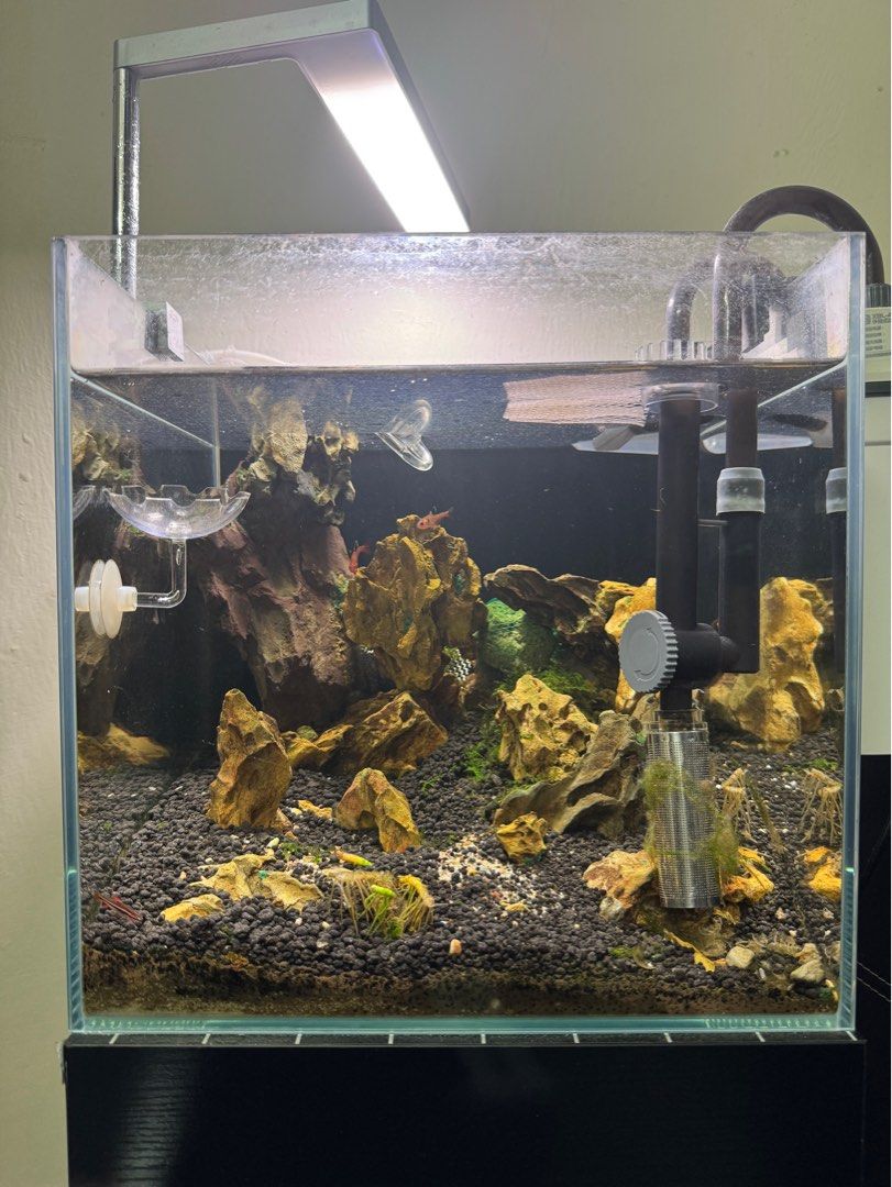 Crystal Clear Tank (Cube) 30cm, Pet Supplies, Homes & Other Pet ...