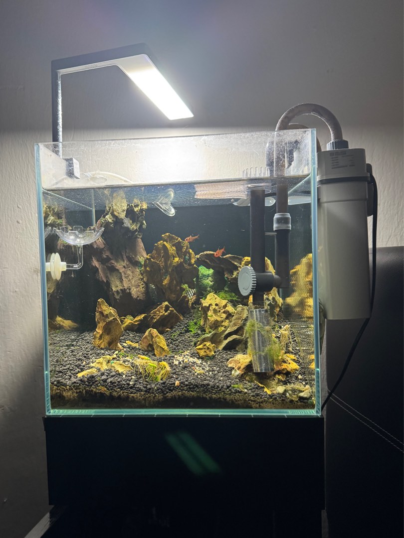 Crystal Clear Tank (Cube) 30cm, Pet Supplies, Homes & Other Pet ...