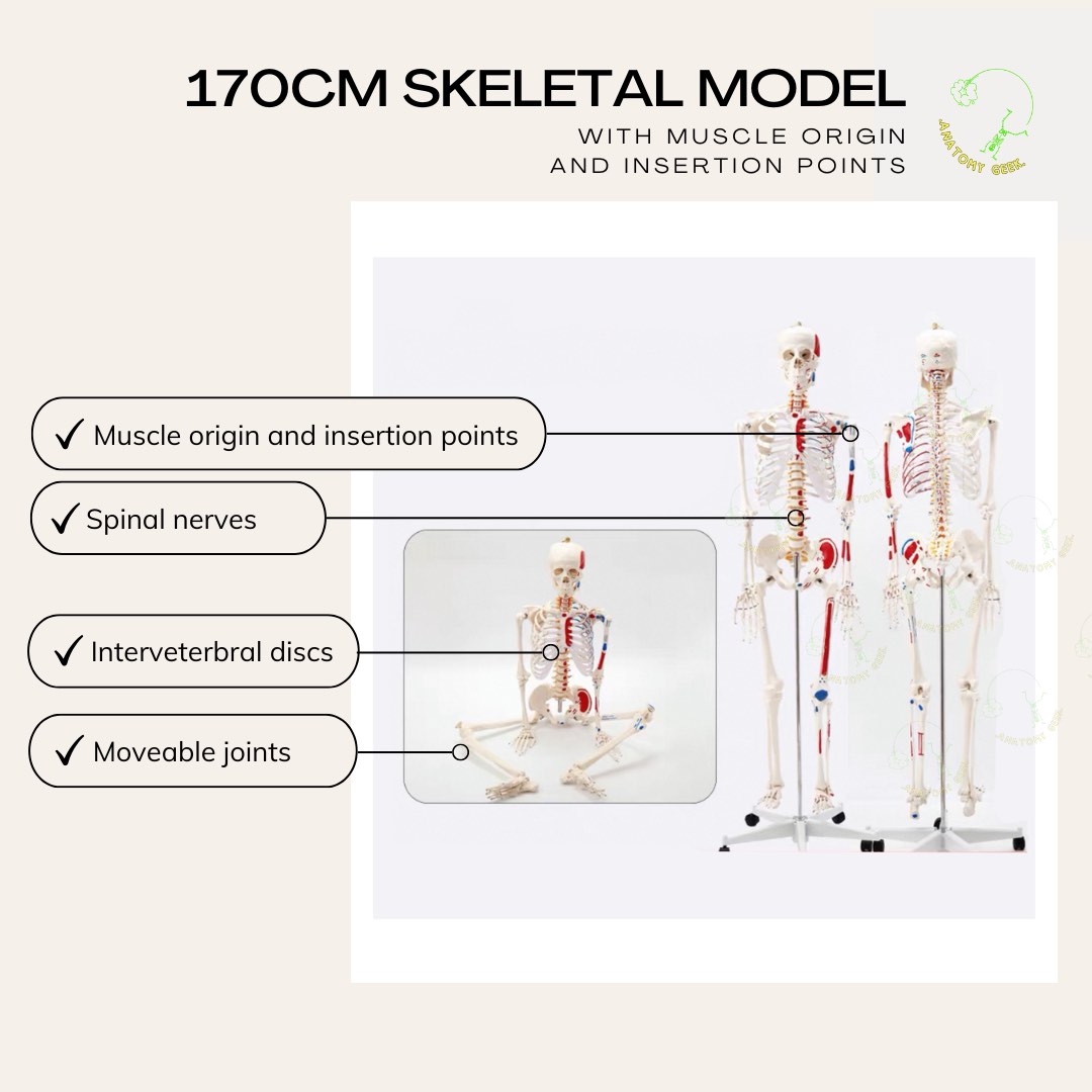 170cm Skeletal Model with Muscle Origin and Insertion Points, Hobbies ...