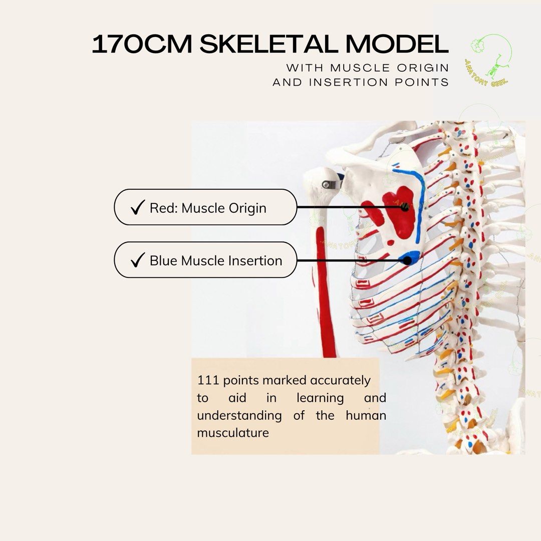 170cm Skeleton Model with Muscle Origin and Insertion Points, Hobbies ...
