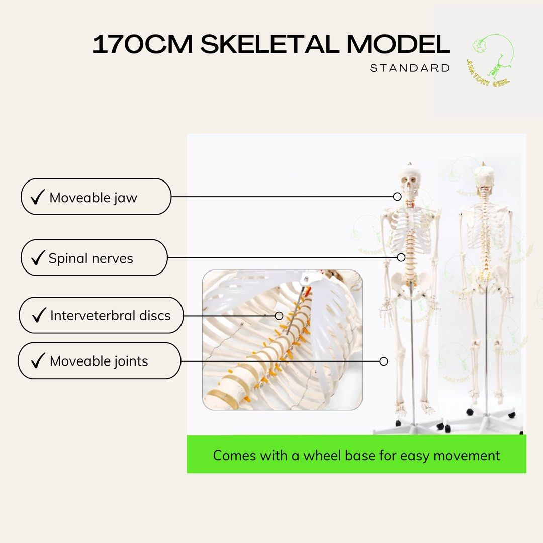 170cm Skeletal Model with Muscle Origin and Insertion Points, Hobbies ...