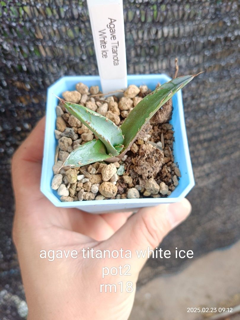 agave titanota white ice, Furniture & Home Living, Gardening, Plants ...