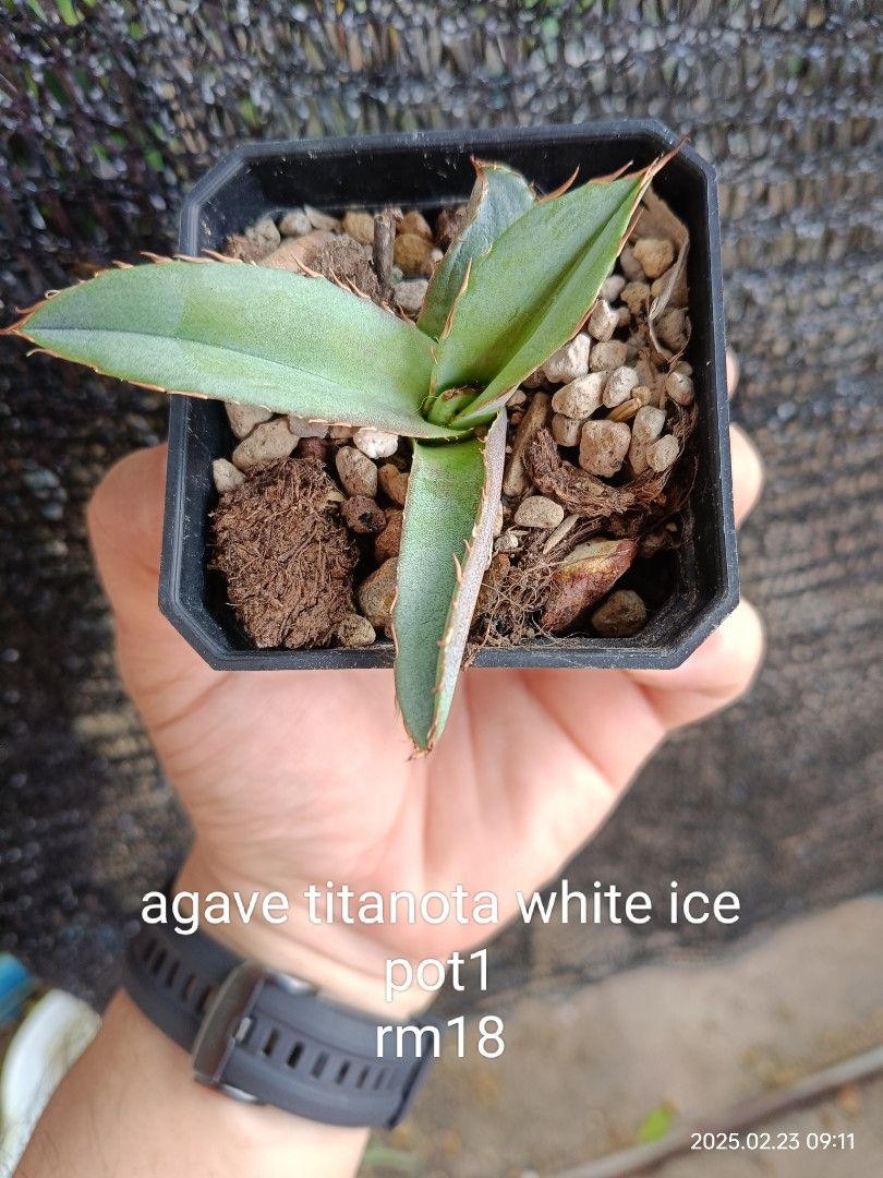 agave titanota white ice, Furniture & Home Living, Gardening, Plants ...