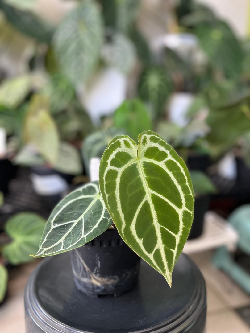 Anthurium Forgetti X (Zara x Michelle), Furniture & Home Living ...