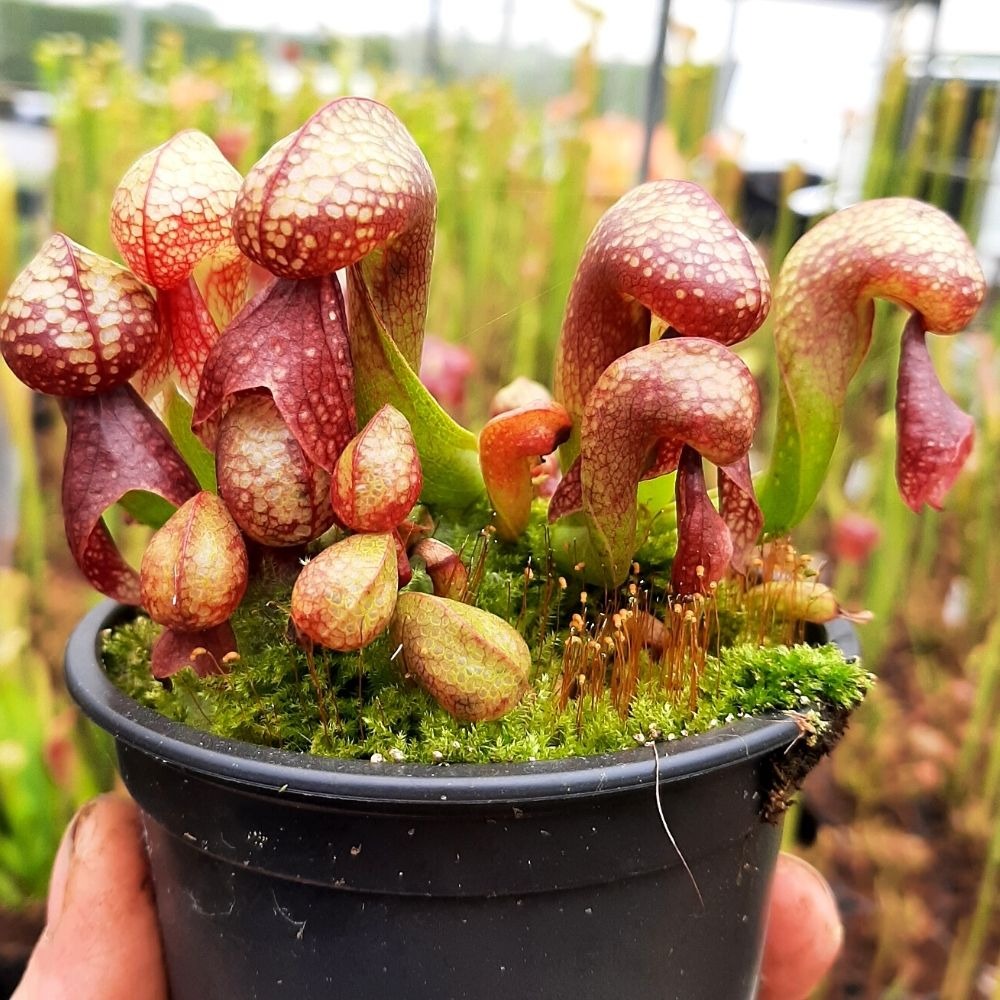 Darlingtonia californica #carnivorous pitcher plant #sarracenia ...