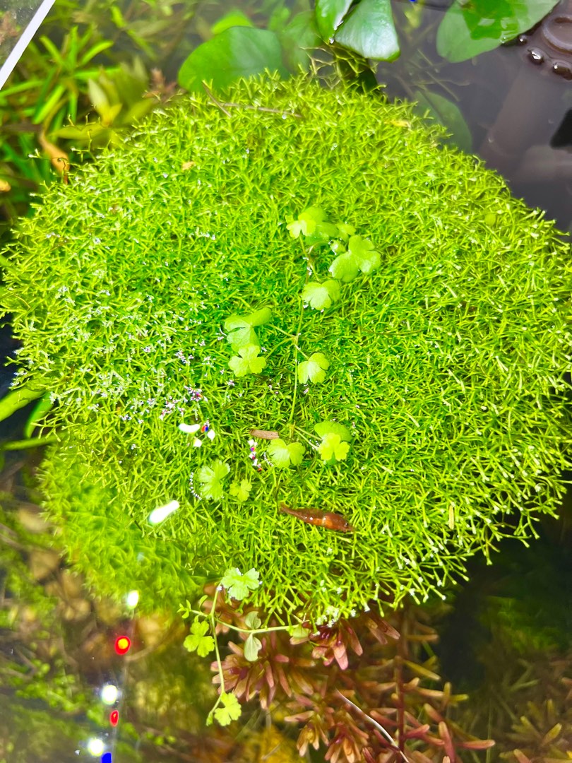 Floating Crystalwort (Riccia Fluitans), Furniture & Home Living ...