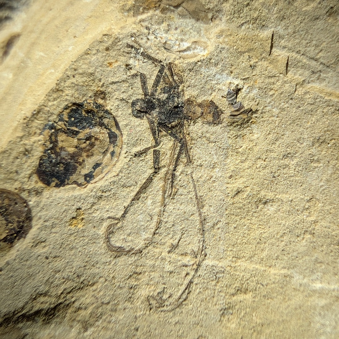 Fossil dragonfly larva from the age of the dinosaurs X2, Hobbies & Toys ...