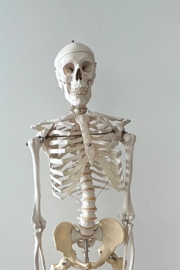 Human Skeleton Model (3B Scientific “Stan”), Health & Nutrition ...