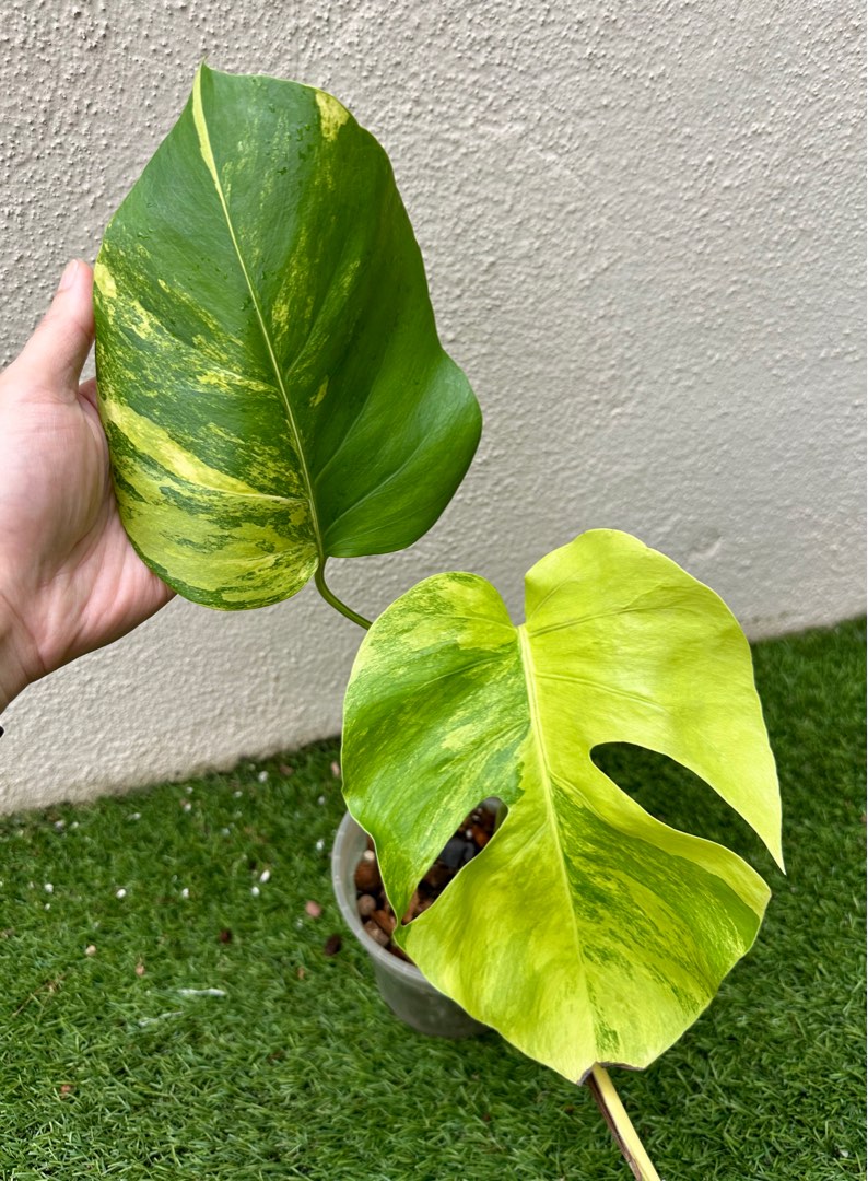 Monstera Aurea Tricolor, Furniture & Home Living, Gardening, Plants ...