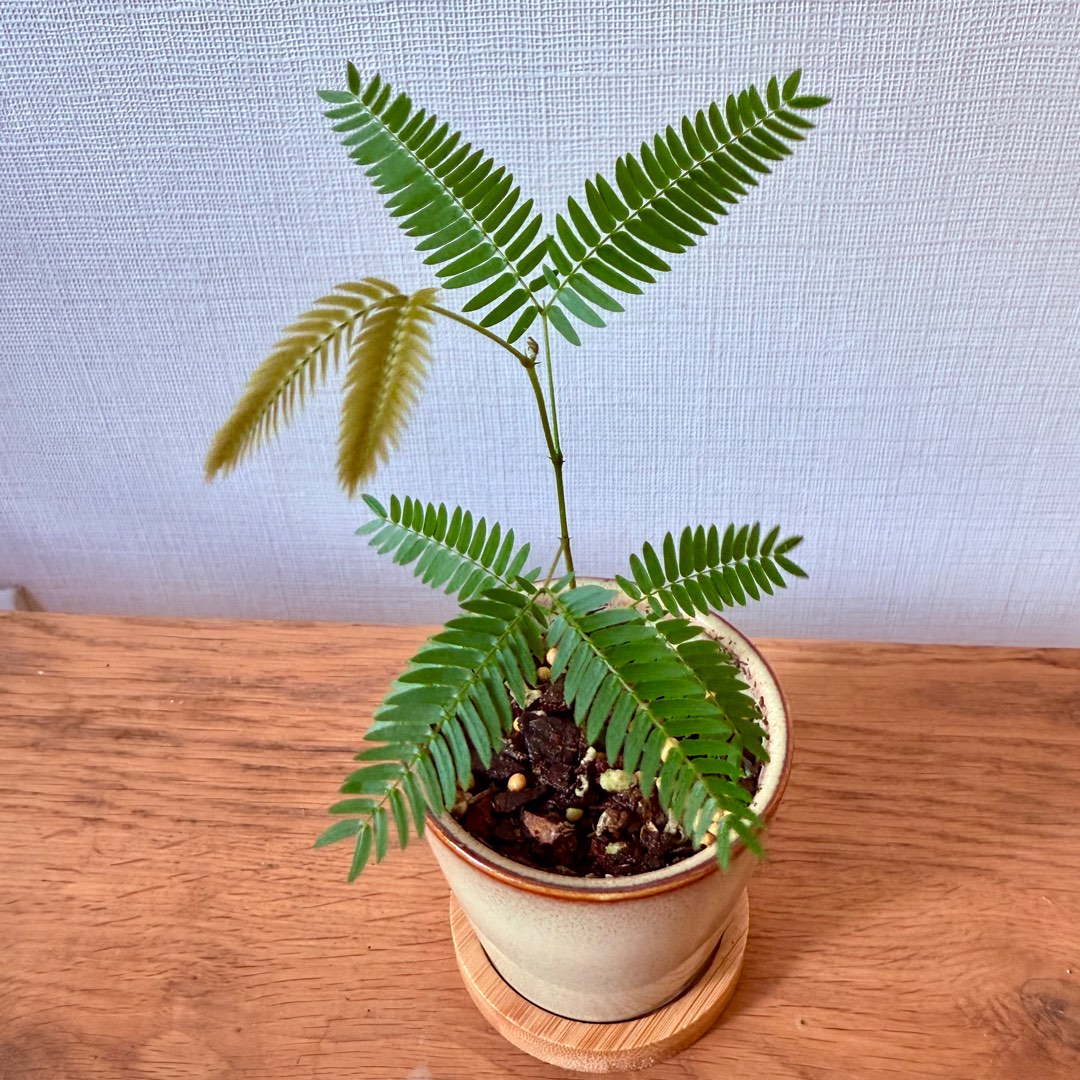 Everfresh plant in a pot with a bamboo tray, Furniture & Home Living ...