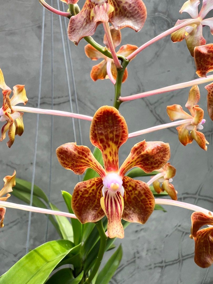 Vanda wee kim lian, Furniture & Home Living, Gardening, Plants & Seeds ...