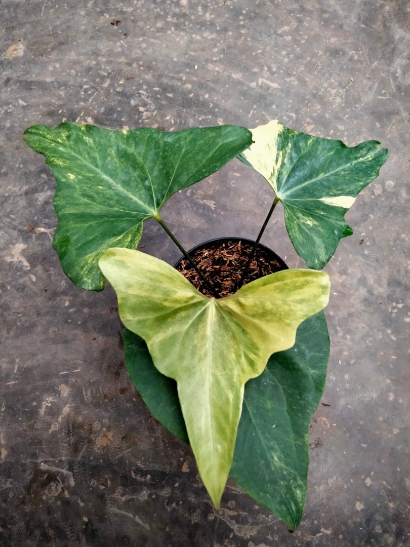 Variegated Anthurium Pterodactyl, Furniture & Home Living, Gardening ...