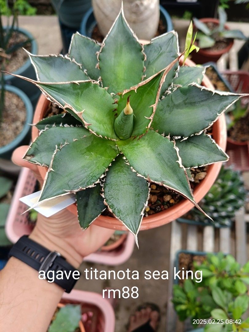 agave titanota sea king, Furniture & Home Living, Gardening, Plants ...