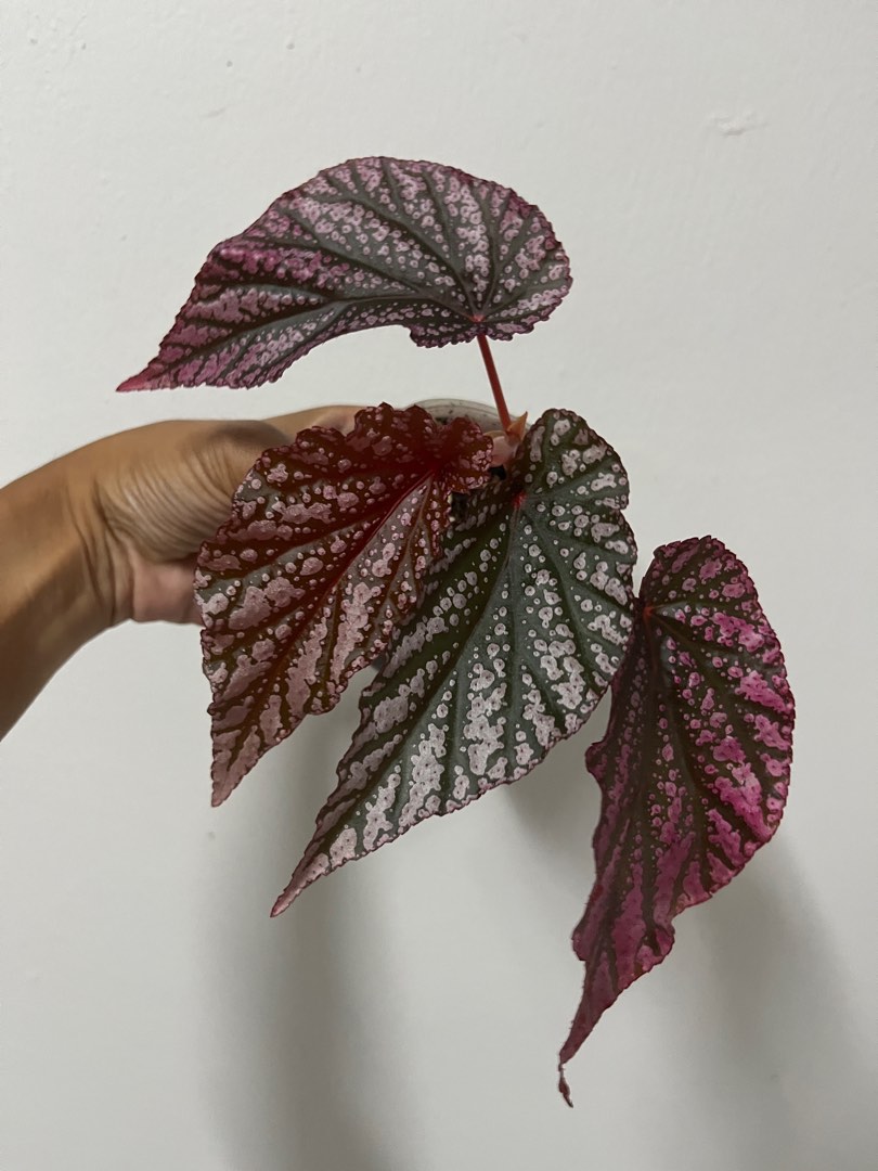 Begonia Maculata x u062, Furniture & Home Living, Gardening, Plants ...