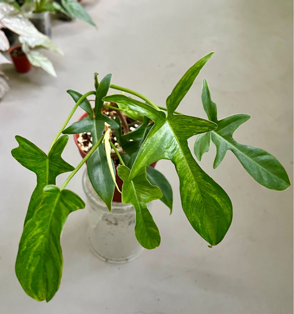 Philodendron Glad Hands, Furniture & Home Living, Gardening, Plants ...