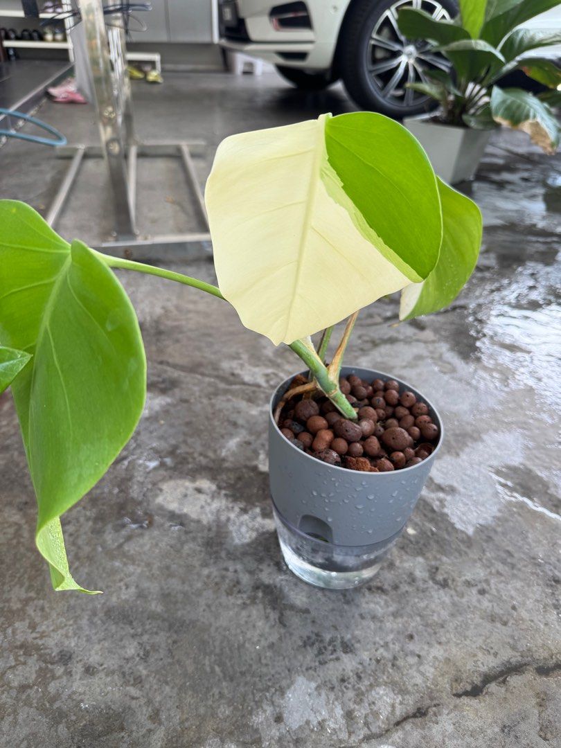 Stable monstera Albo, Furniture & Home Living, Gardening, Plants & Seeds on Carousell