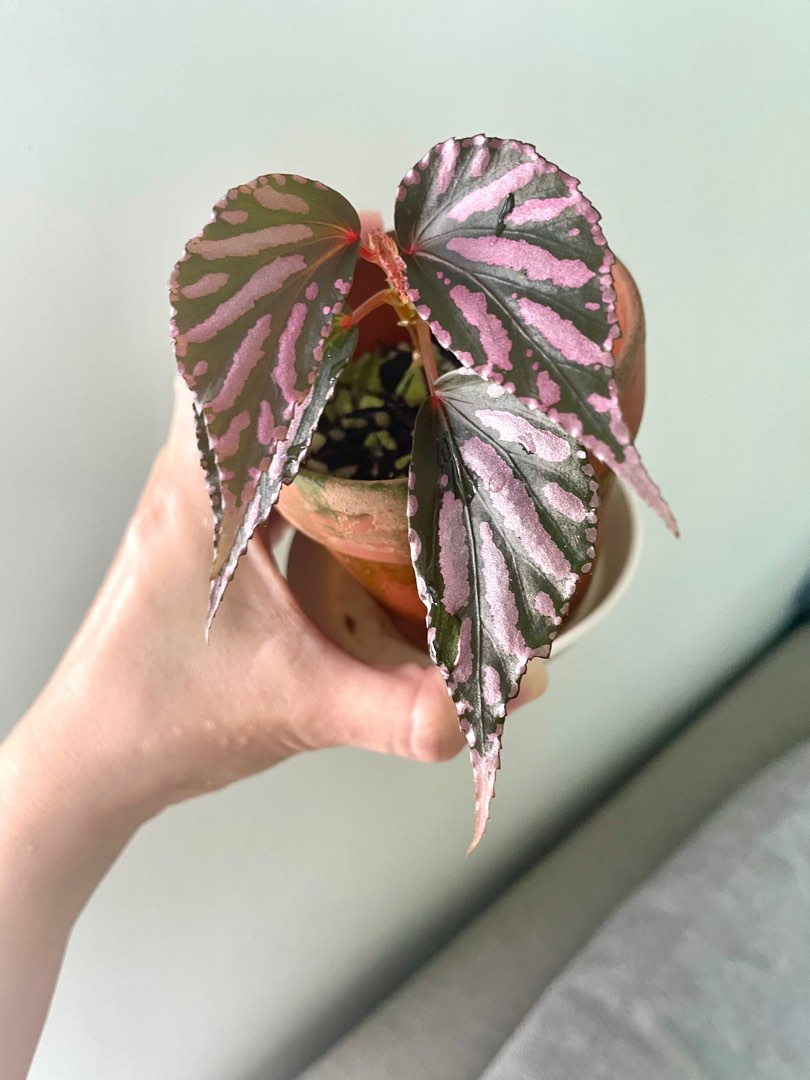 Begonia Julau (high humidity), Furniture & Home Living, Gardening ...