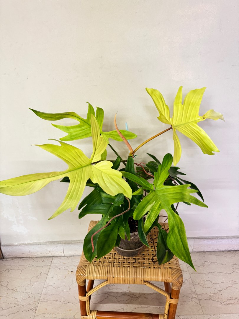 Philodendron Florida Ghost variegated, Furniture & Home Living ...