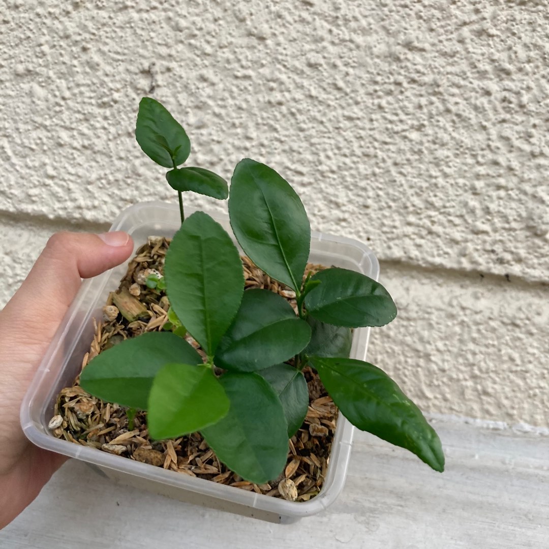 Pomelo Plant from Seeds Citrus Fruit Fruits Healthy Garden Gardening ...