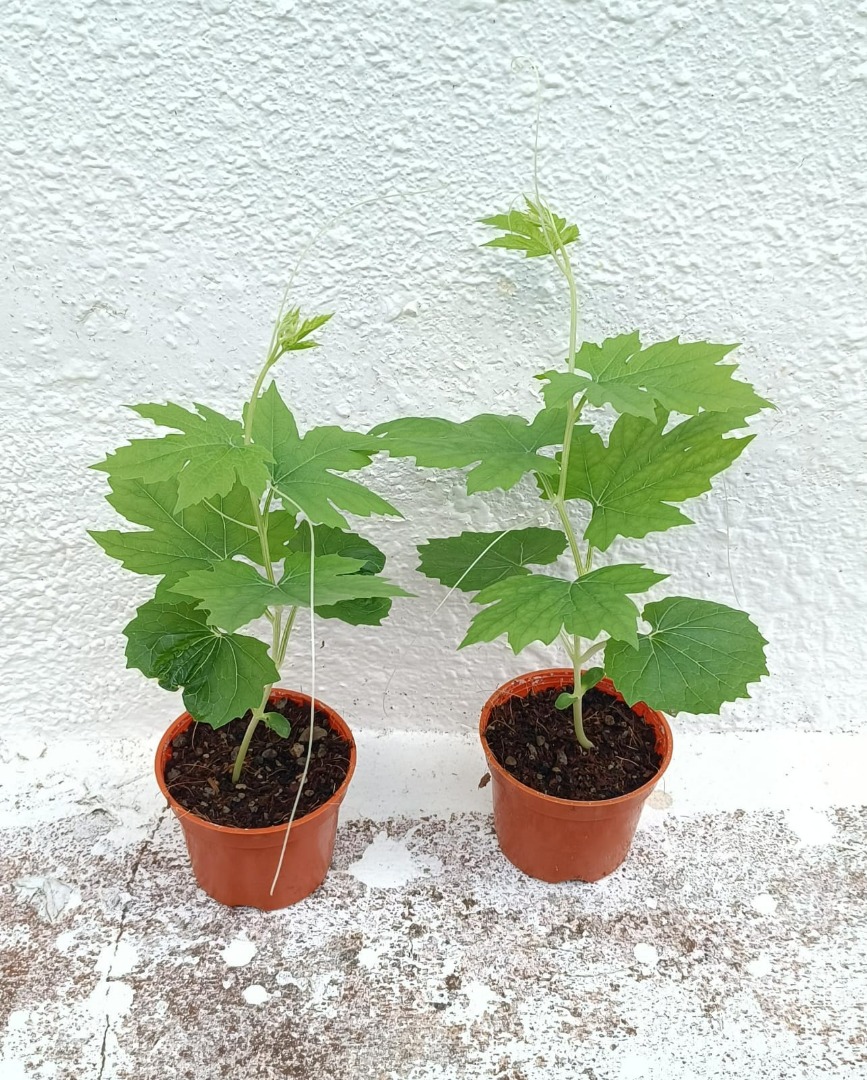 2 White bitter gourd plants F1 hybrid (Great beautiful pearl ...