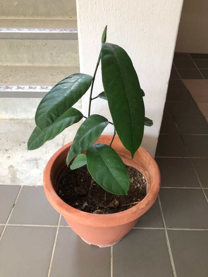 Healthy Chempedak Plant - big pot , Furniture & Home Living, Gardening ...
