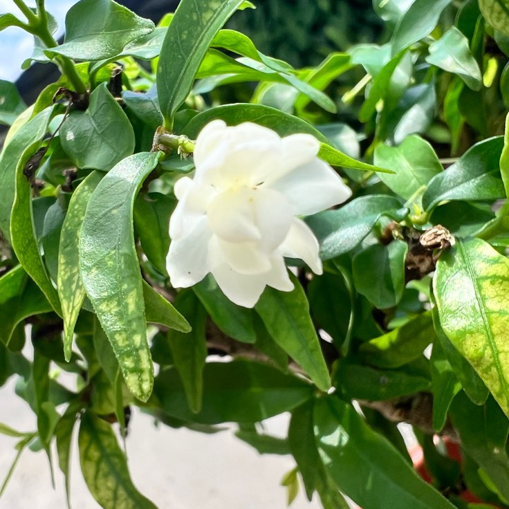 Dwarf multi petal shui mei, Furniture & Home Living, Gardening, Plants ...