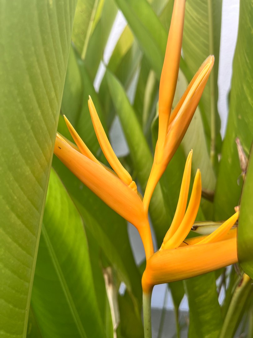 Anak Pokok bunga sepit udang kuning/heliconia Psittacorum 3 pokok ...