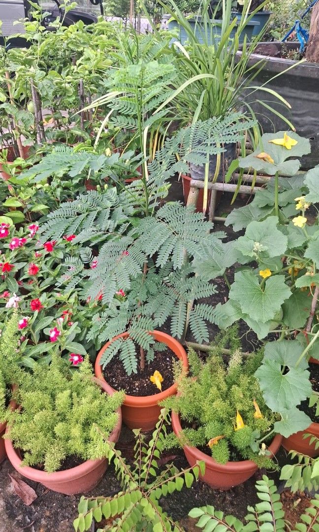 Indian Holy plant - Shami / Vanni / Bannister/ Prosopis Spicigera Tree ...