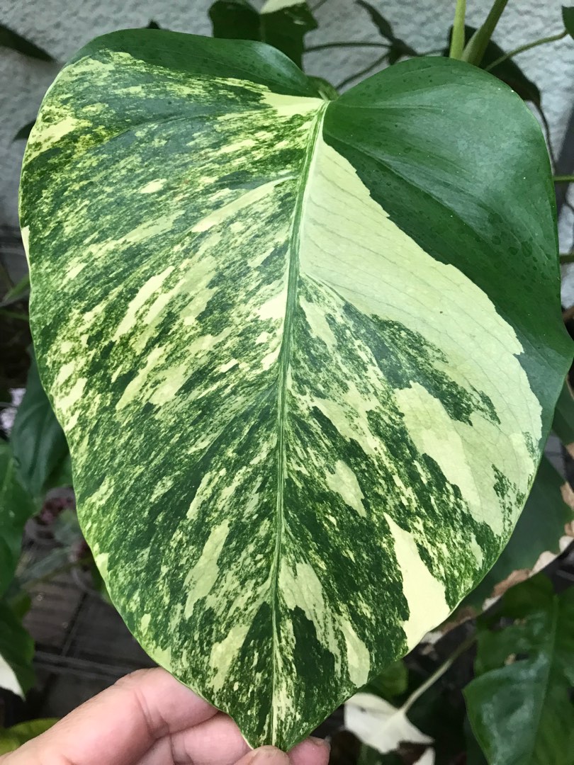 Monstera Borsi aurea variegated, Furniture & Home Living, Gardening ...