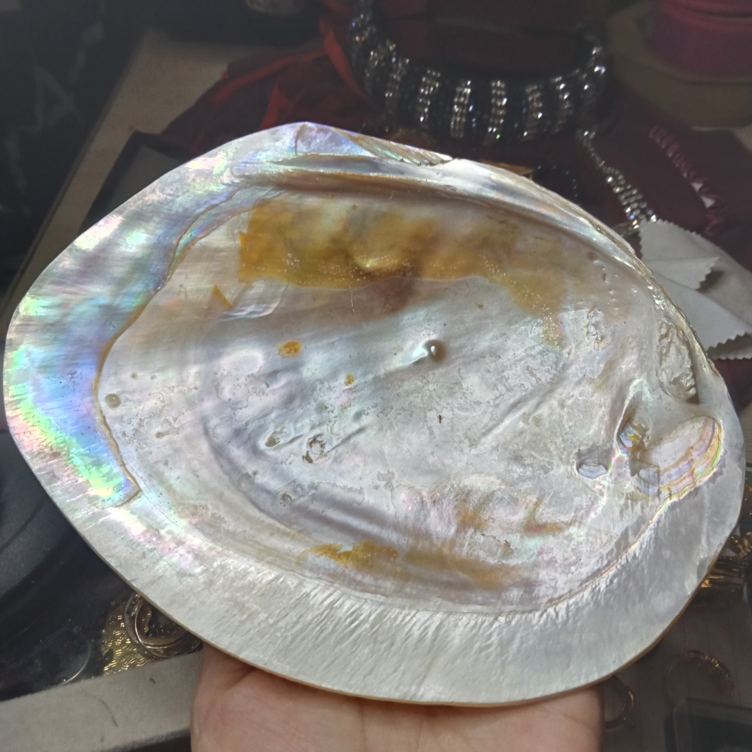 Mop shell, Luxury, Accessories on Carousell