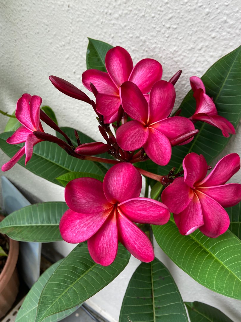 Ruby Red Plumeria/ Frangipani potted plant ( delivery options avail ...