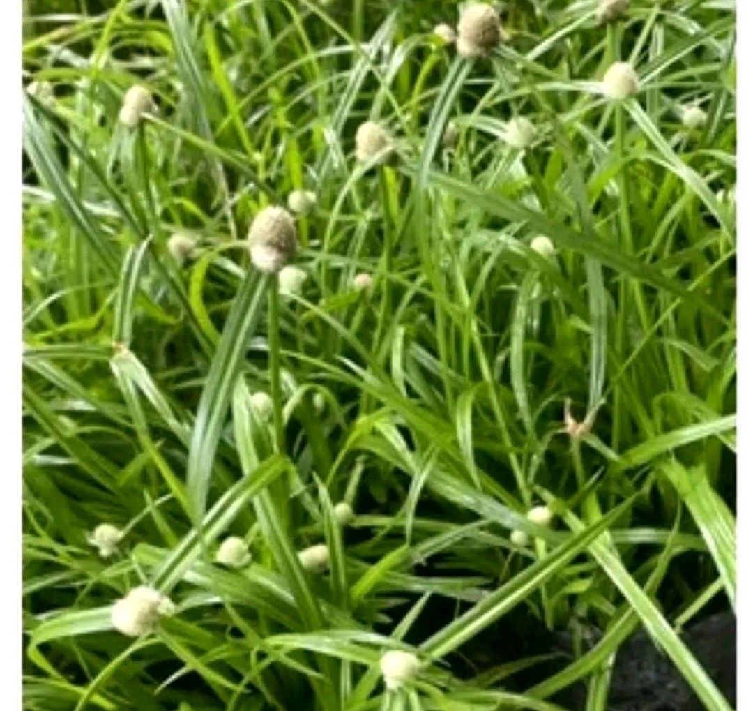 Pokok helikopter( rumput kucing), Pet Supplies, Health & Grooming on ...