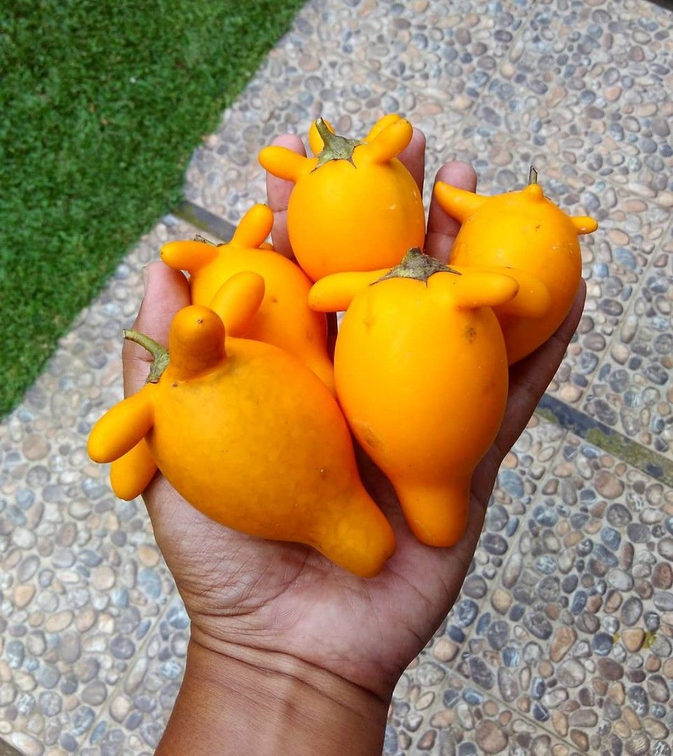 Solanum Mammosum, Nipple Fruit, Cow's Udder Plant, Lady Nipples, Five ...