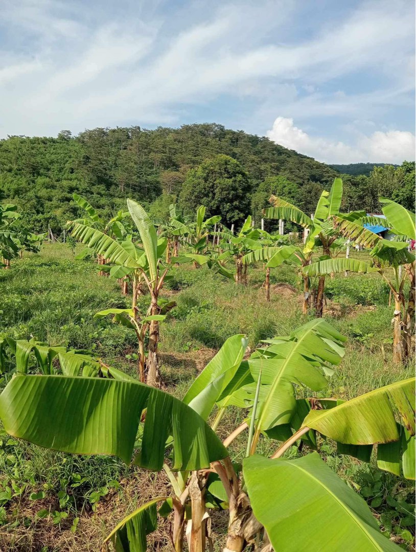 Farm Lot with Banana Trees for Sale, Property, For Sale, Lot on Carousell