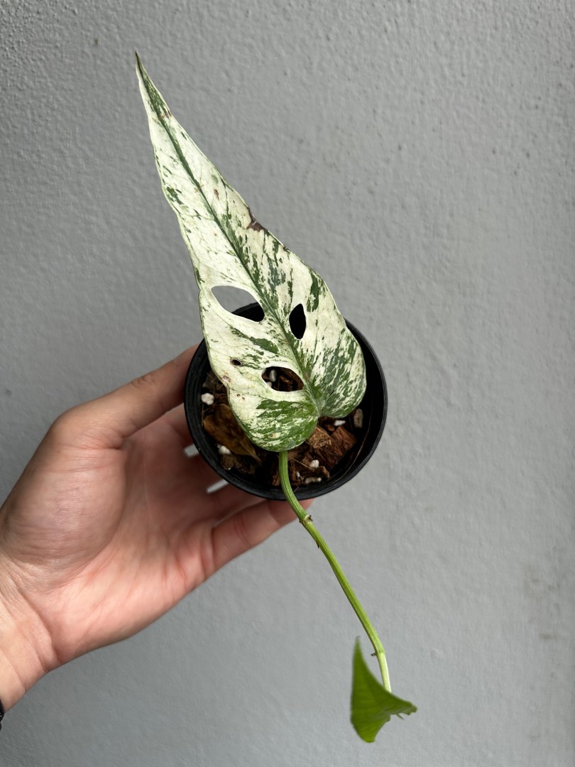 Epipremnum Cebu Blue Variegated, Furniture & Home Living, Gardening ...