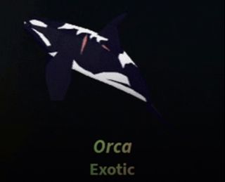 Affordable "fisch orca" For Sale | Carousell Singapore