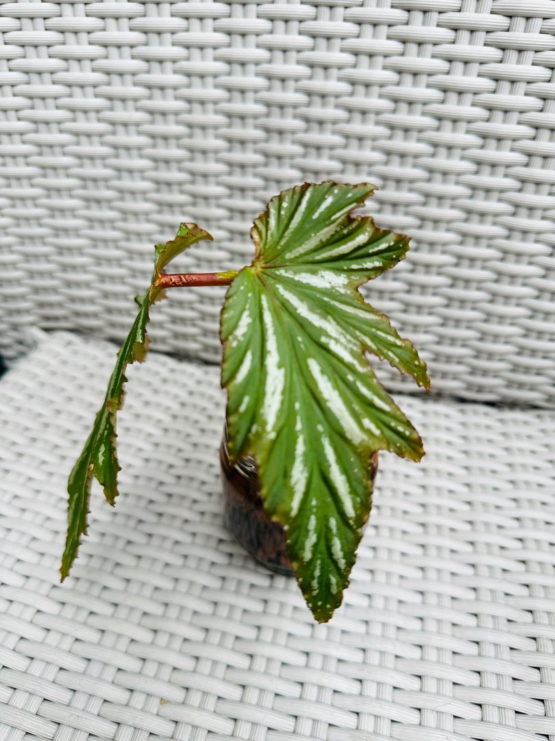 Begonia Silver Mist, Furniture & Home Living, Gardening, Plants & Seeds ...