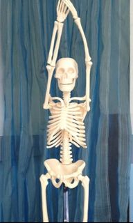 used+human+skeleton+model - View all used+human+skeleton+model ads in ...