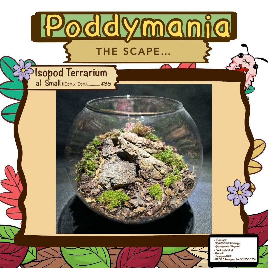 BioActive Isopod Terrarium | Habitat | Enclosure | Setup | Starter kit ...
