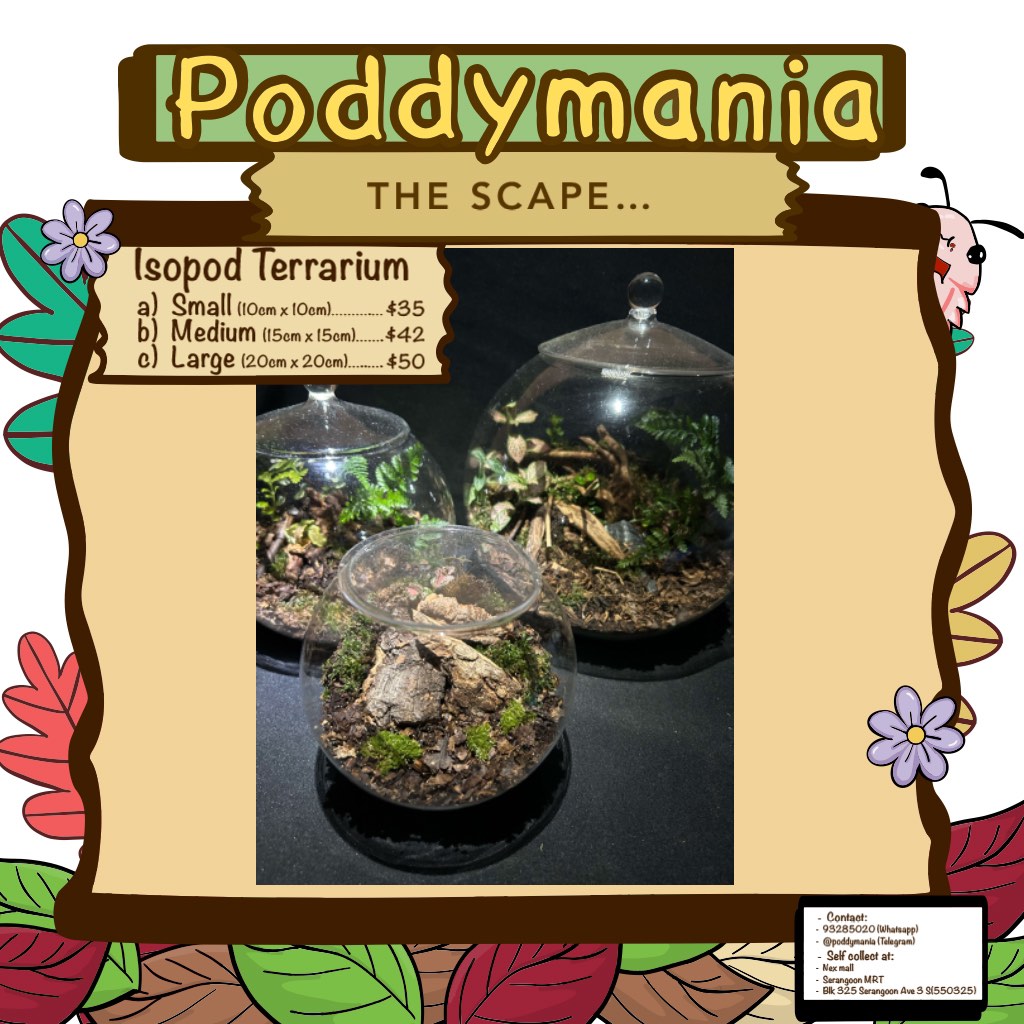 BioActive Isopod Terrarium | Habitat | Enclosure | Setup | Starter kit ...