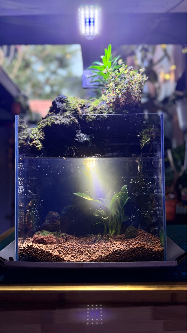 Echoes of Eden | 30cm cube | Paludarium | Video link below, Pet ...