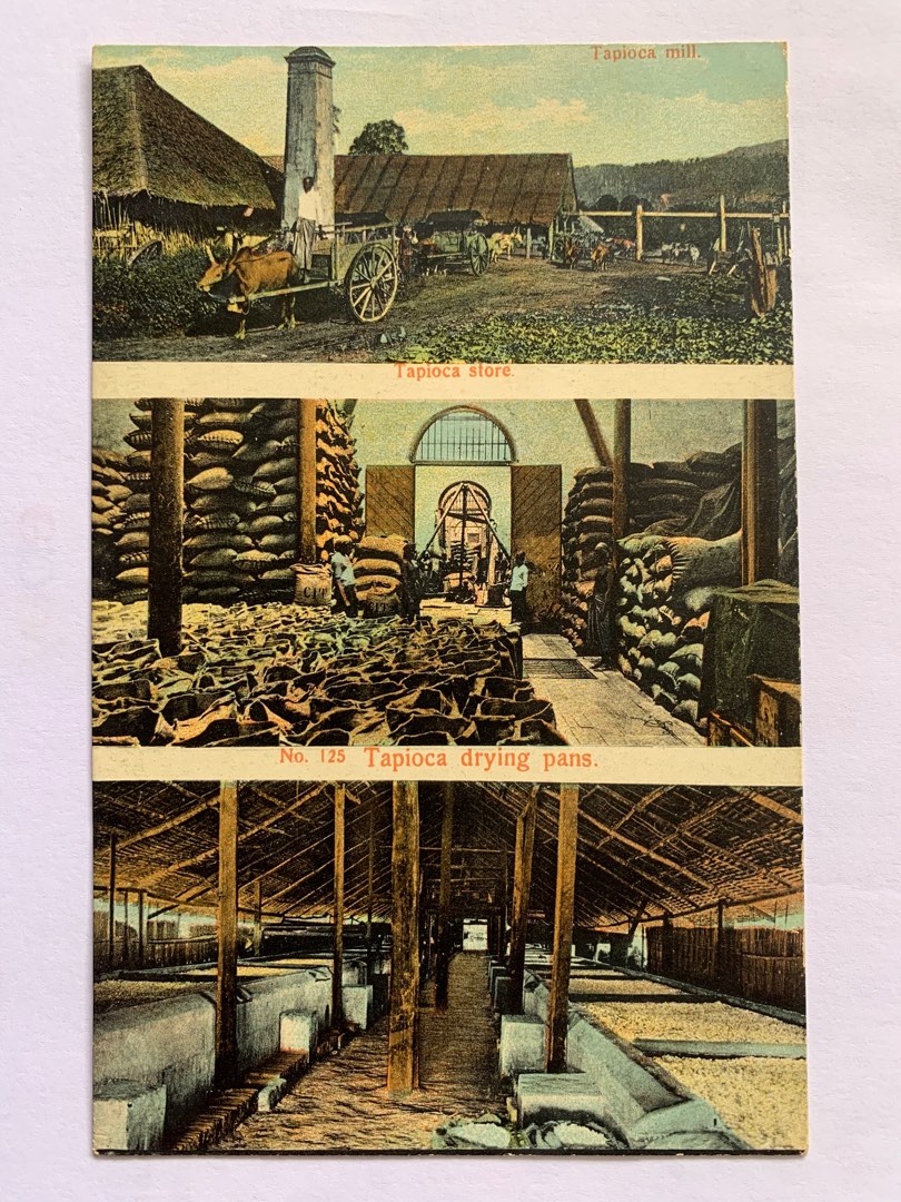 Penang Tapioca 1910 Postcard RARE, Hobbies & Toys, Collectibles ...