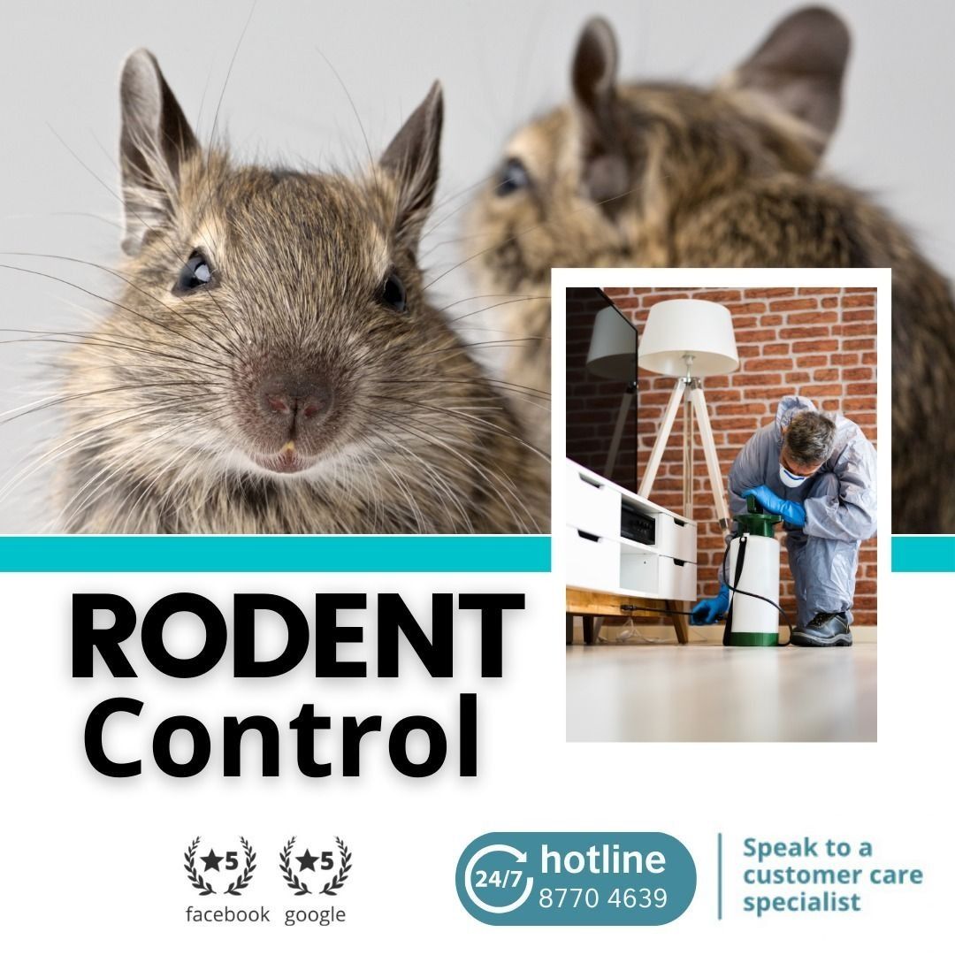 Pest control Problems? Rat/ Rodent/ Cockroach/ Termite/ Bedbugs/ Ants/ Mosquitoes/ House flies ...