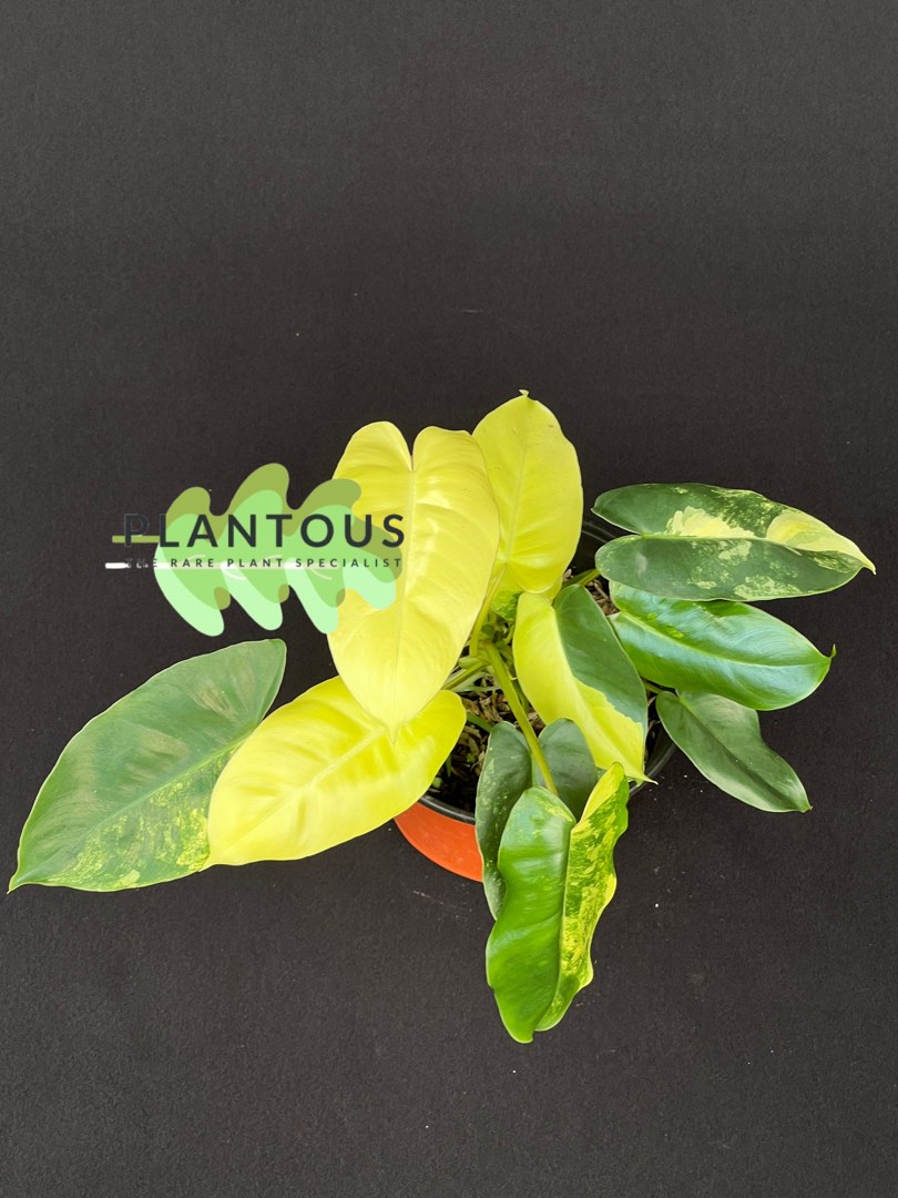 Philodendron Burle Max Variegated, Furniture & Home Living, Gardening ...