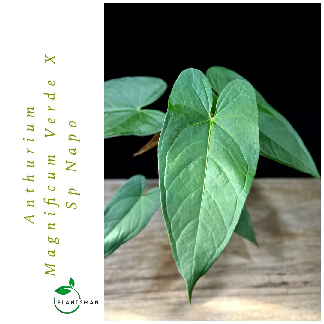 Anthurium Magnificum Verde X Sp Napo, Furniture & Home Living ...