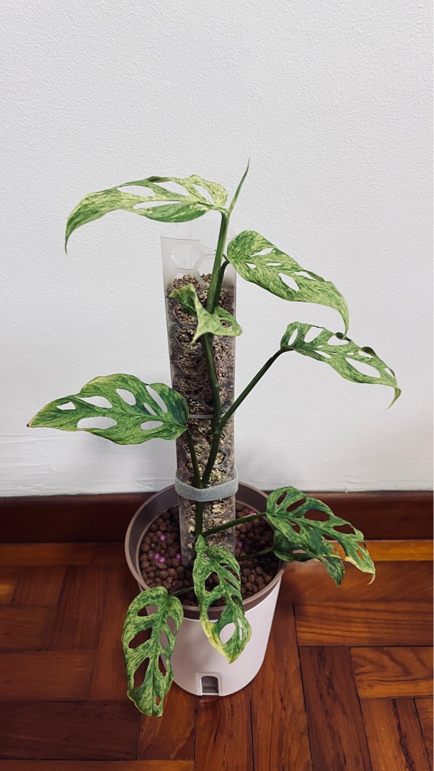 Monstera Adansonii Mottled Mint, Furniture & Home Living, Gardening ...