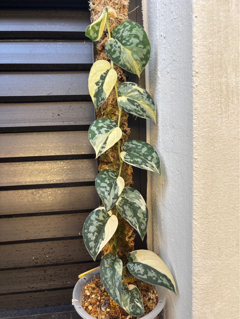 Scindapsus Mayari Albo, Furniture & Home Living, Gardening, Plants ...