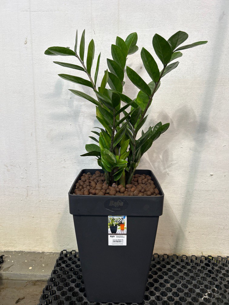 ZZ Plant 70cm tall in Square Baba pot, Furniture & Home Living ...
