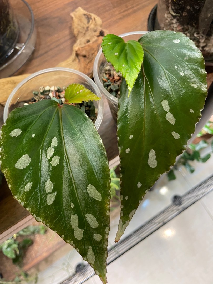Begonia julau, Furniture & Home Living, Gardening, Plants & Seeds on ...
